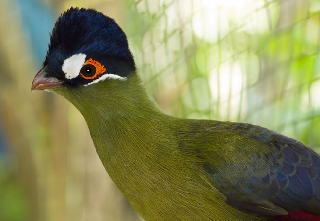 Knysna Lourie {Tauraco corythaix}