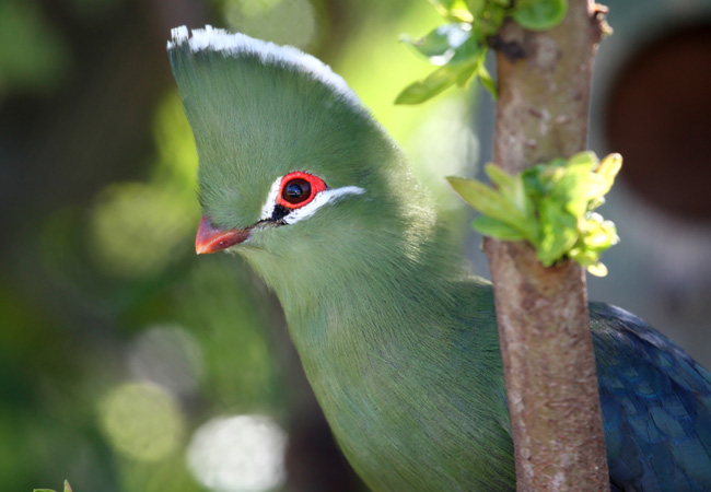 Knysna Lourie {Tauraco corythaix}