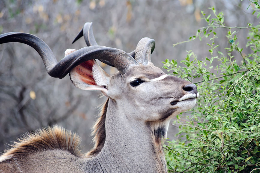 Kudu Diet