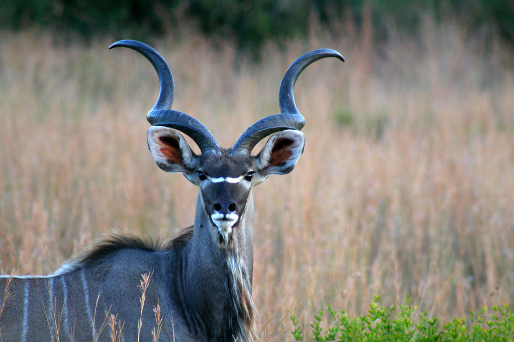 Kudu {Tragelaphus}