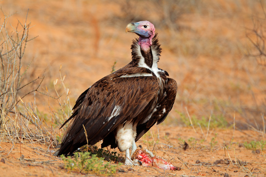 Lappet Faced Vulture