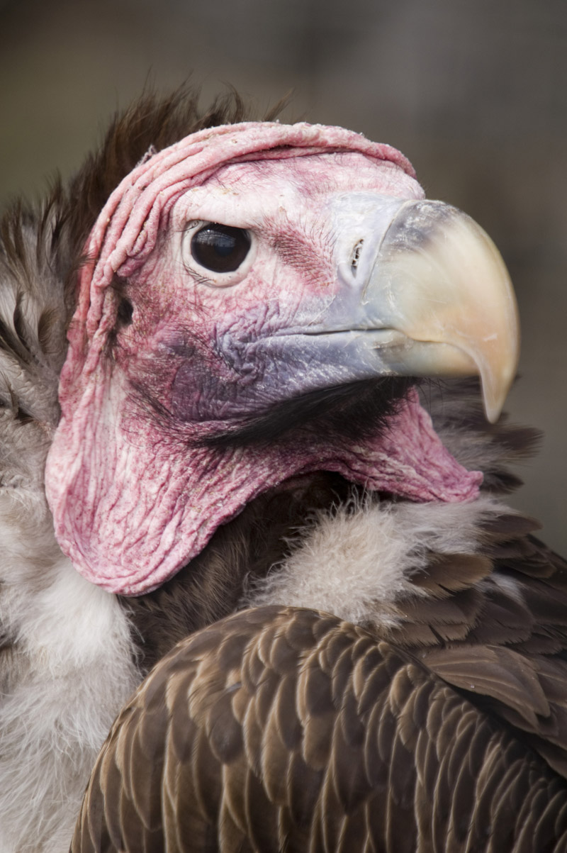 Lappet Faced Vulture Face