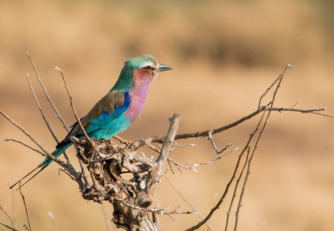 Lilac Breasted Roller {Coracias caudata}