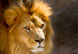 Lion {Panthera Leo}