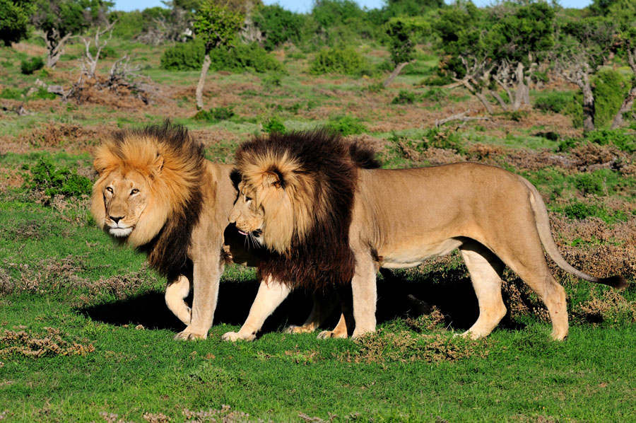 Lions In Africa