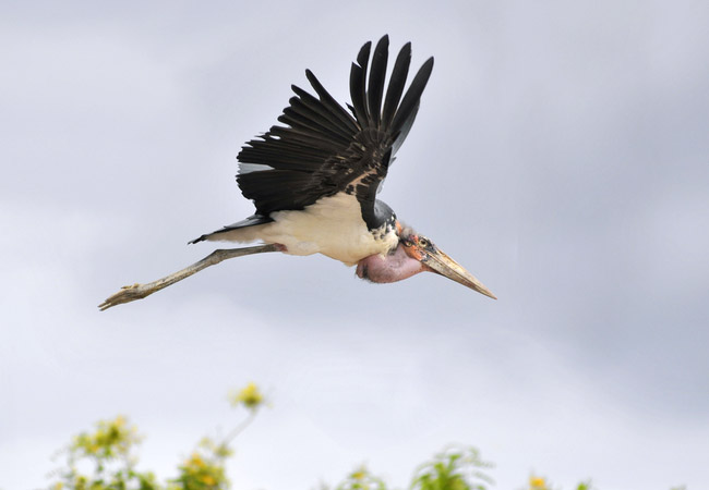 Marabou Stork {Leptoptilos crumeniferus}