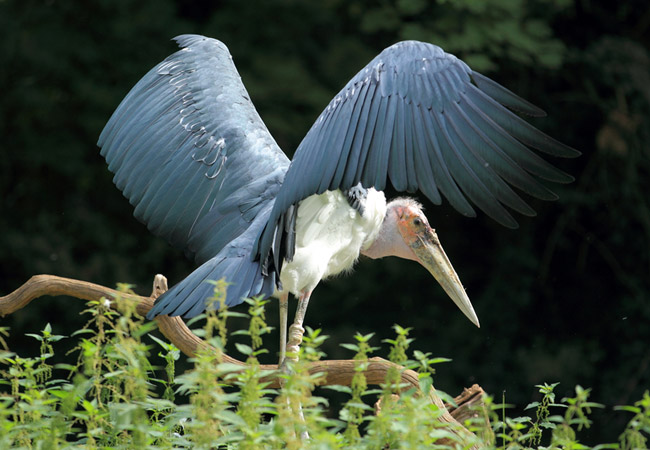 Marabou Stork {Leptoptilos crumeniferus}
