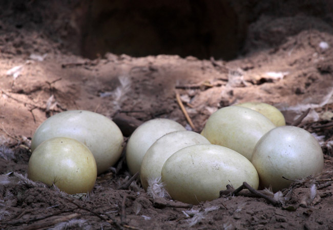 Ostrich {Struthio Camelus}