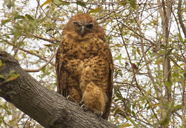 Pel's Fishing Owl {Scotopelia peli}