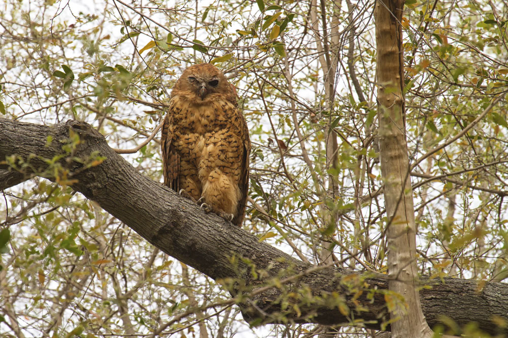 Pel's Fishing Owl {Scotopelia peli}
