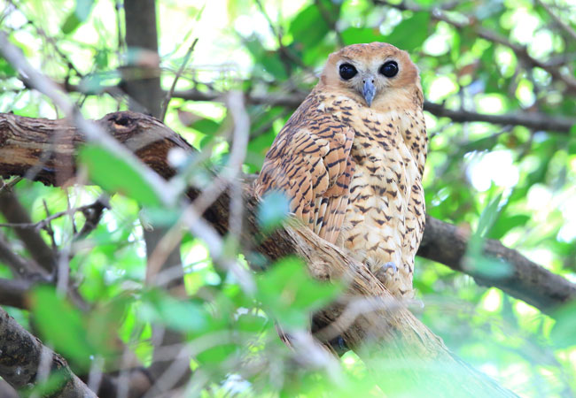 Pel's Fishing Owl {Scotopelia peli}