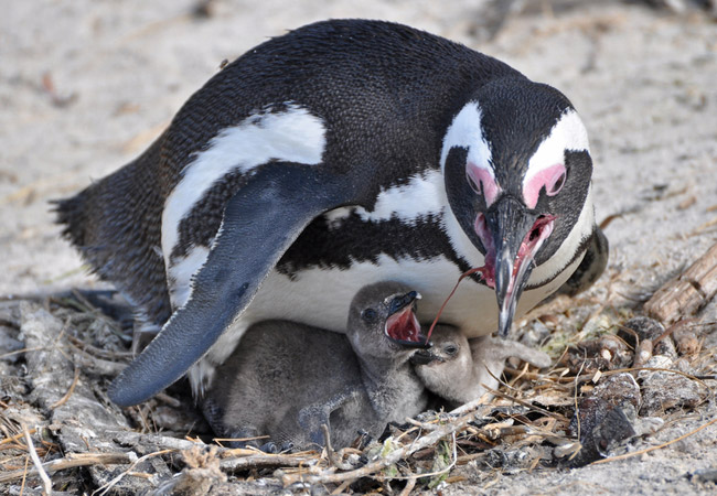 African Penguin {Spheniscus demersus}