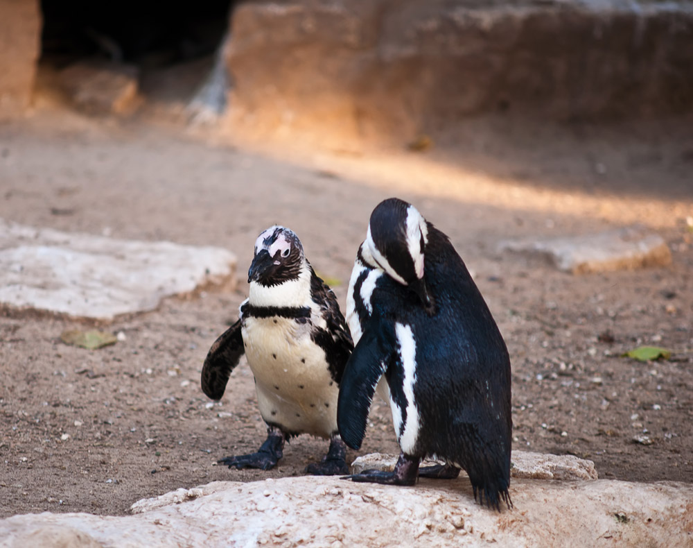 African Penguin Reproduction