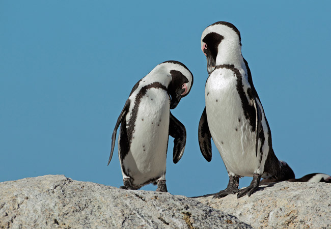 African Penguin {Spheniscus demersus}