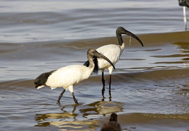 African Sacred Ibis {Threskiornis aethiopicus}