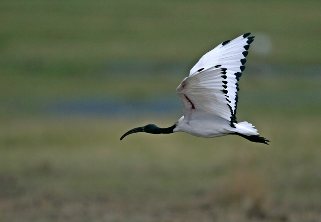 African Sacred Ibis {Threskiornis aethiopicus}