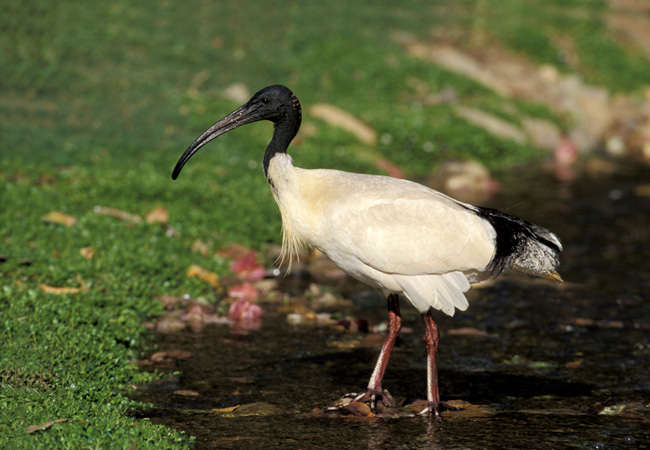 African Sacred Ibis {Threskiornis aethiopicus}
