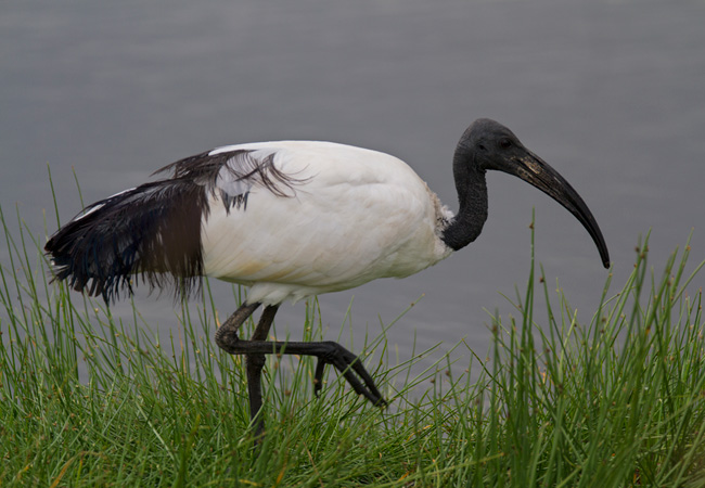 African Sacred Ibis {Threskiornis aethiopicus}