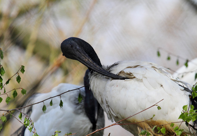 African Sacred Ibis {Threskiornis aethiopicus}