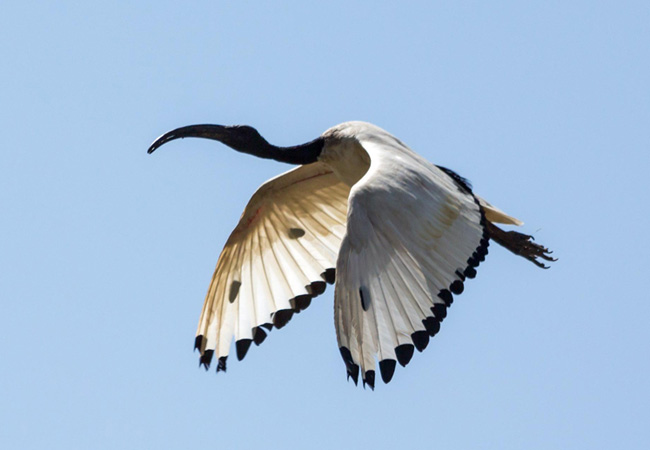 African Sacred Ibis {Threskiornis aethiopicus}