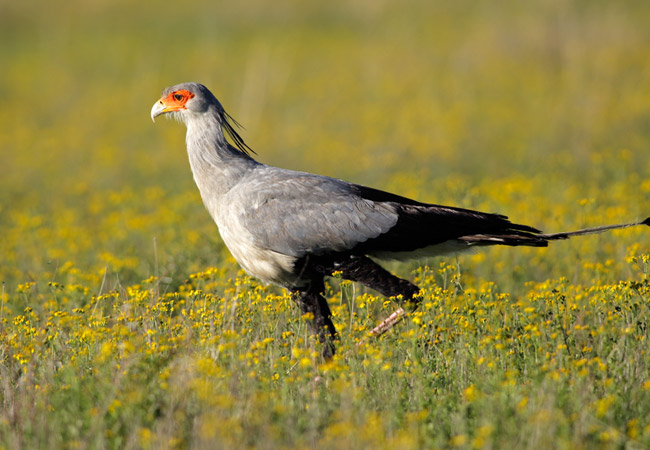 Secretary Bird {Sagittarius serpentarius}
