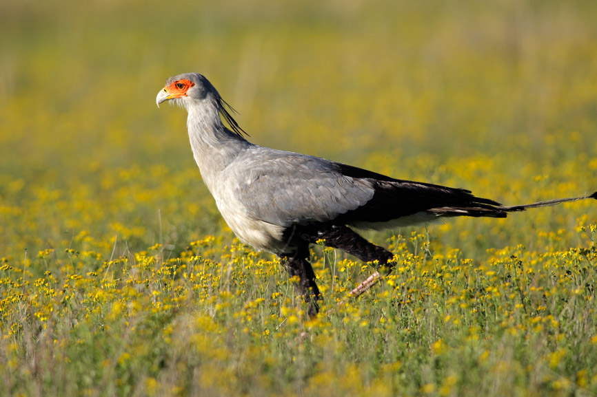 Secretary Bird {Sagittarius serpentarius}