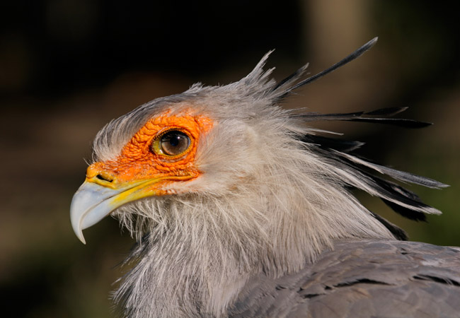 Secretary Bird {Sagittarius serpentarius}