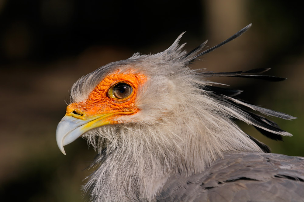 Secretary Bird {Sagittarius serpentarius}