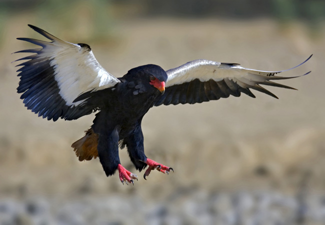 South Africa Birdlife / South African Birds