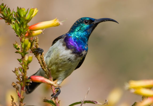 South Africa Birdlife / South African Birds