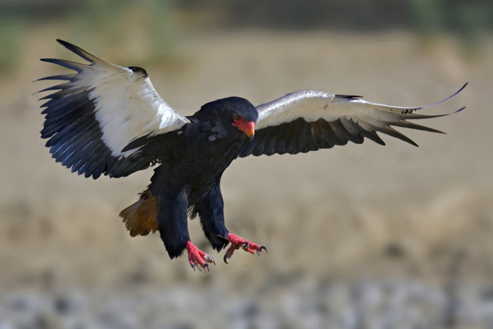 South African Birds Identification