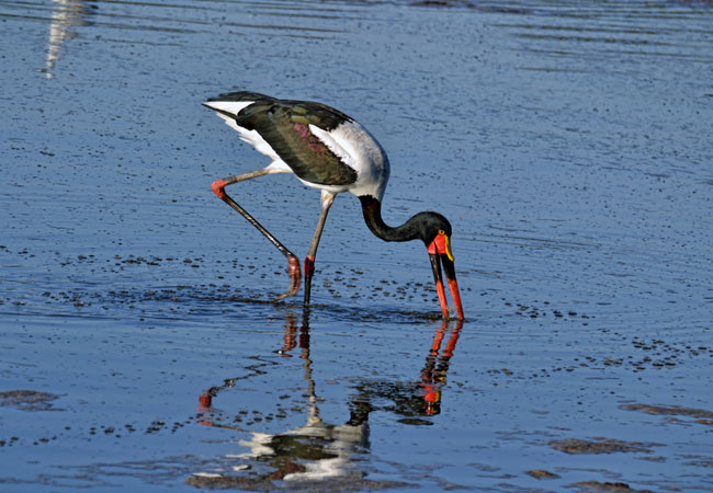 South Africa Birdlife / South African Birds