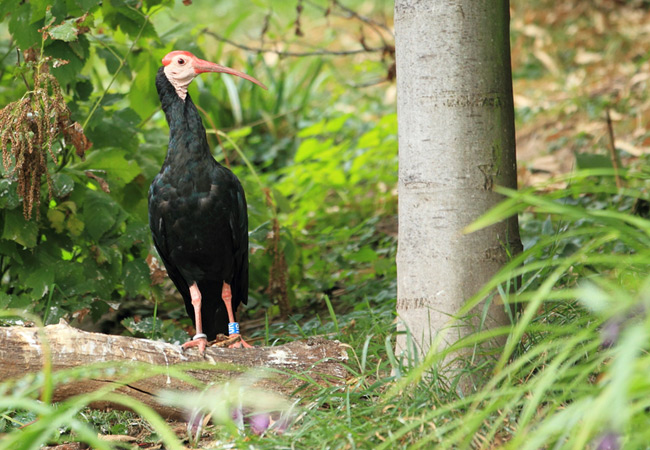 Southern Bald Ibis {Geronticus calvus}