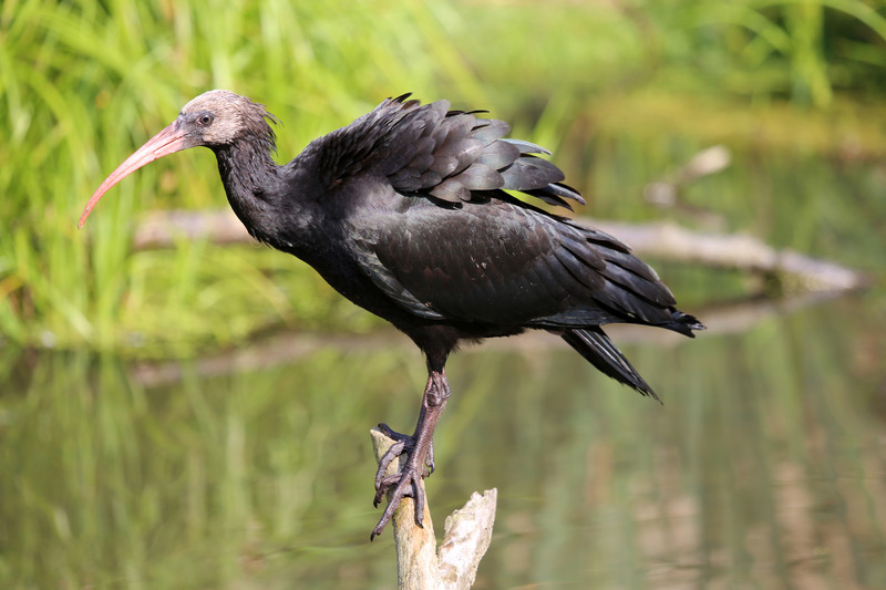 Southern Bald Ibis {Geronticus calvus}