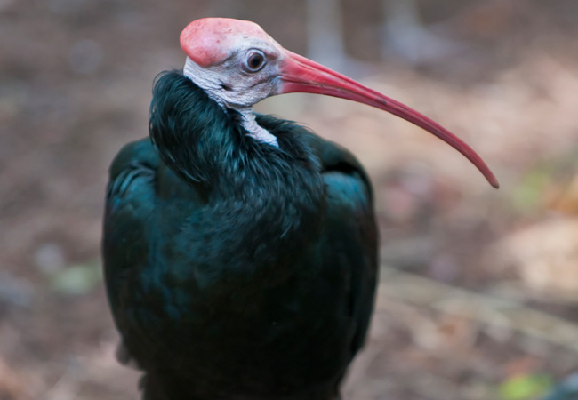 Southern Bald Ibis {Geronticus calvus}