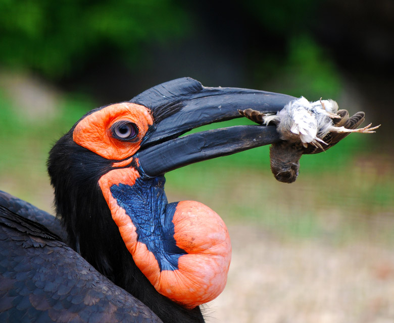 Southern Ground Hornbill {Bucorvus leadbeateri}