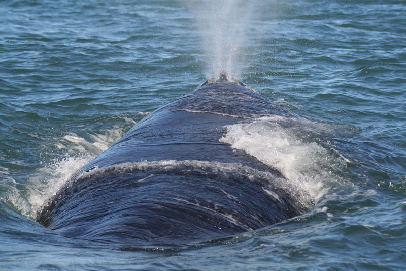 Southern Right Whale Mouth