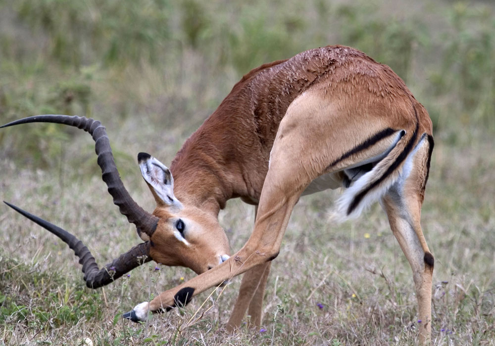Springbok {Antidorcas marsupialis}