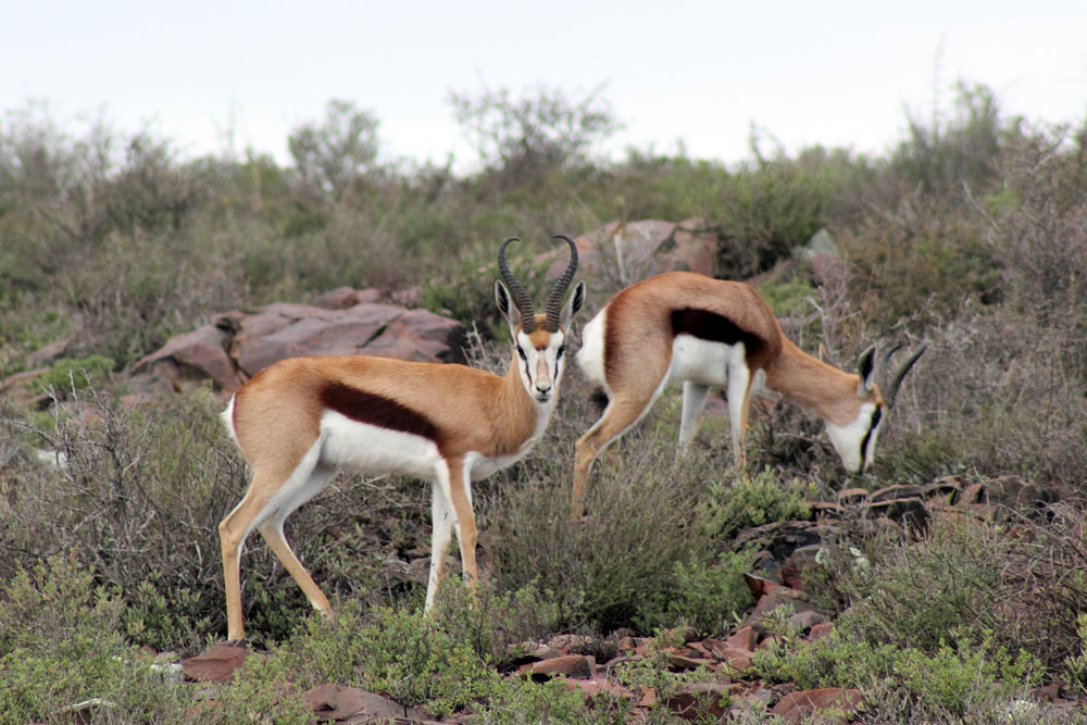 Springbok {Antidorcas marsupialis}