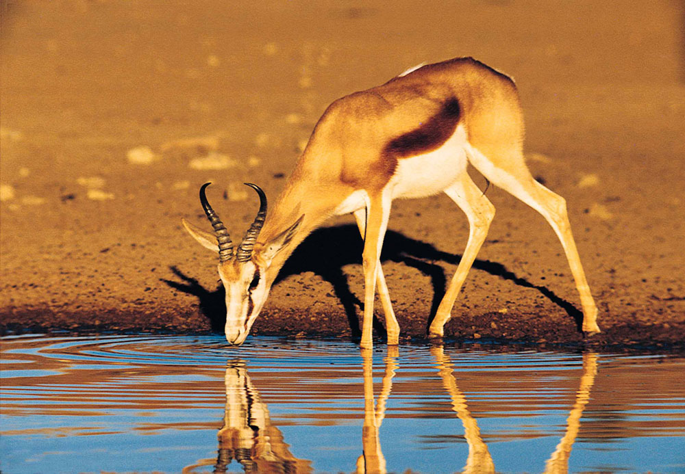 Springbok {Antidorcas marsupialis}