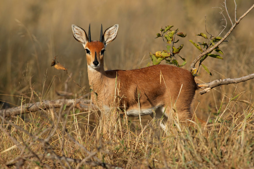 Steenbok {Raphicerus campestris}