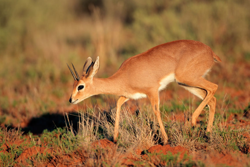 Steenbok {Raphicerus campestris}