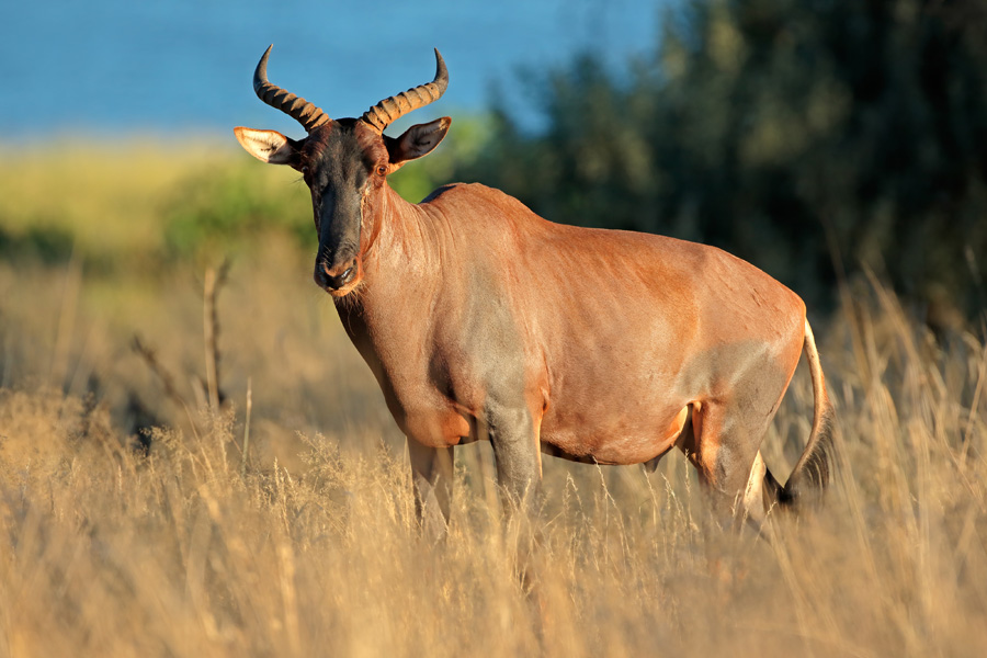 African Tsessebe