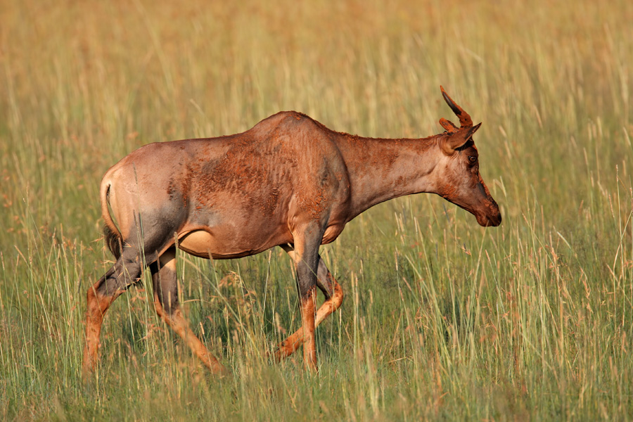 African Tsessebe