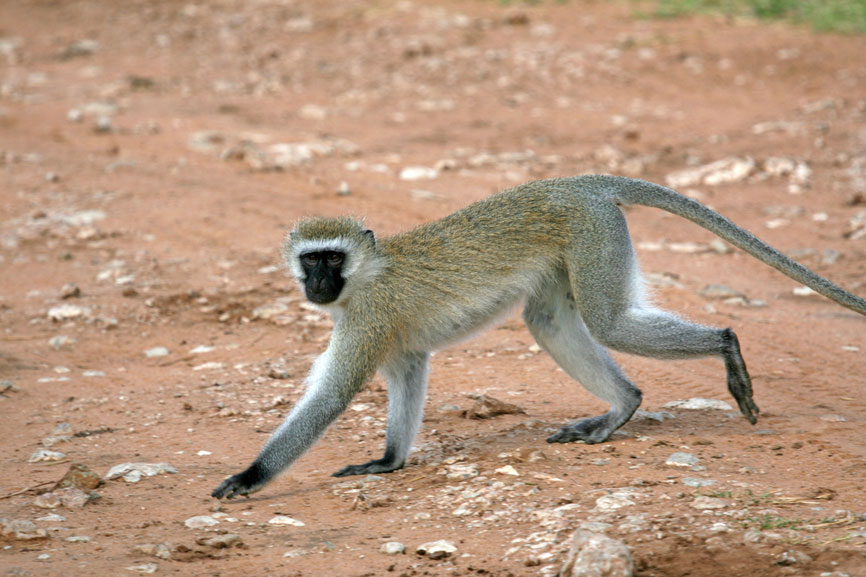 South African Monkeys