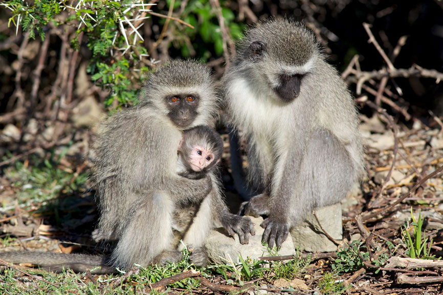 South African Monkeys