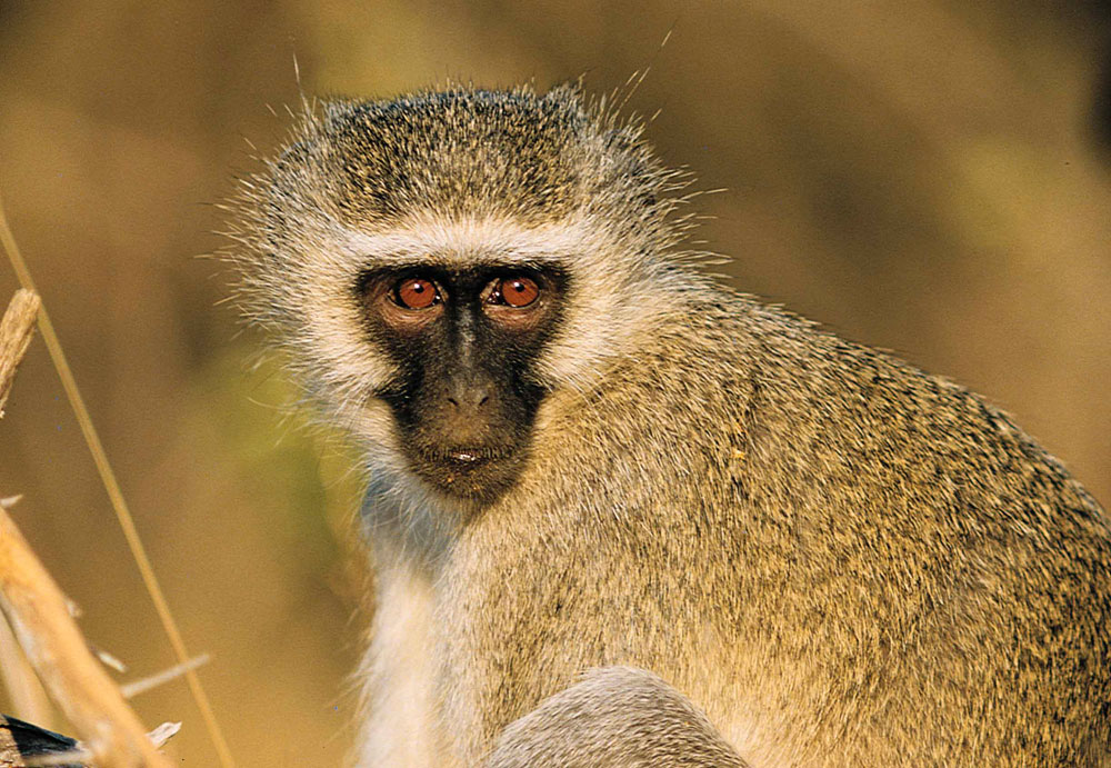 South African Monkeys