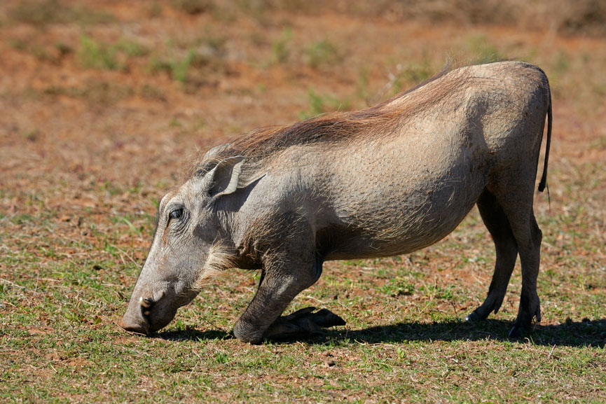 Warthog {Phacochoerus aethiopicus}