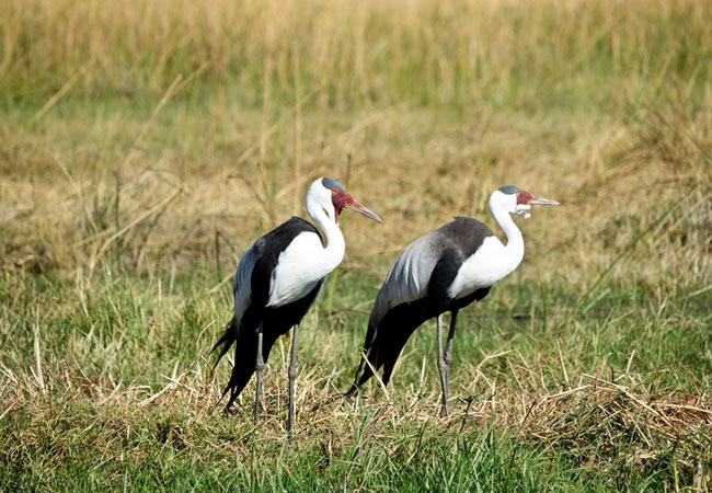 Wattled Crane {Bugeranus carunculatus}