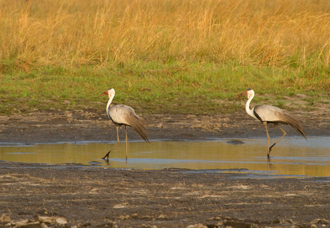 Wattled Crane {Bugeranus carunculatus}